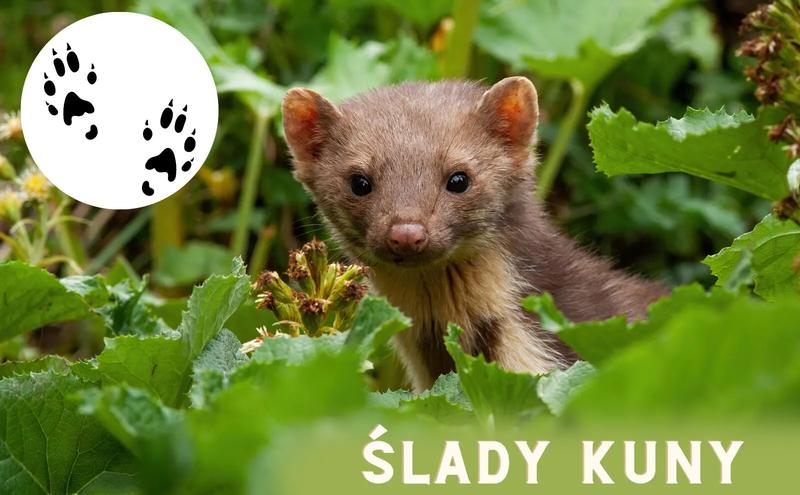 Skuteczne metody na kuny – 5 sprawdzonych sposobów, jak pozbyć się ...